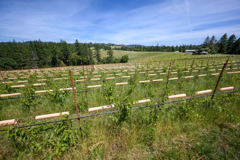 Vineyard – Richardson Ranch