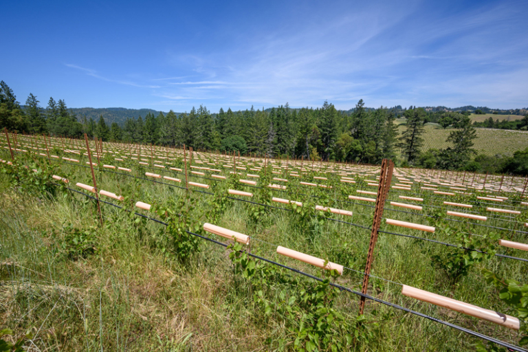 Vineyard – Richardson Ranch